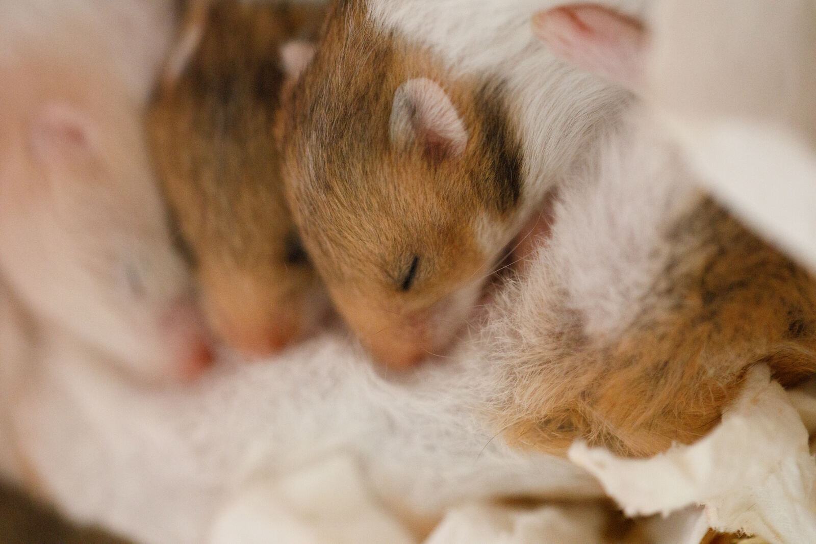 Chomik syryjski – najważniejsze informacje o gryzoniu | Ale Zwierzaki