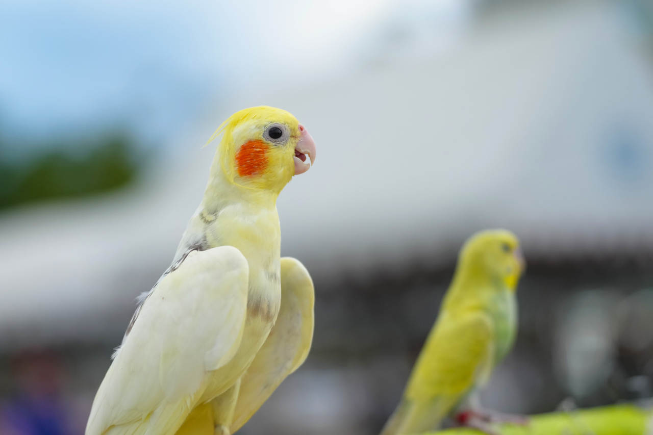Papuga nimfa: wygląd, żywienie i zachowanie ptaków z "rumieńcem" | Ale ...